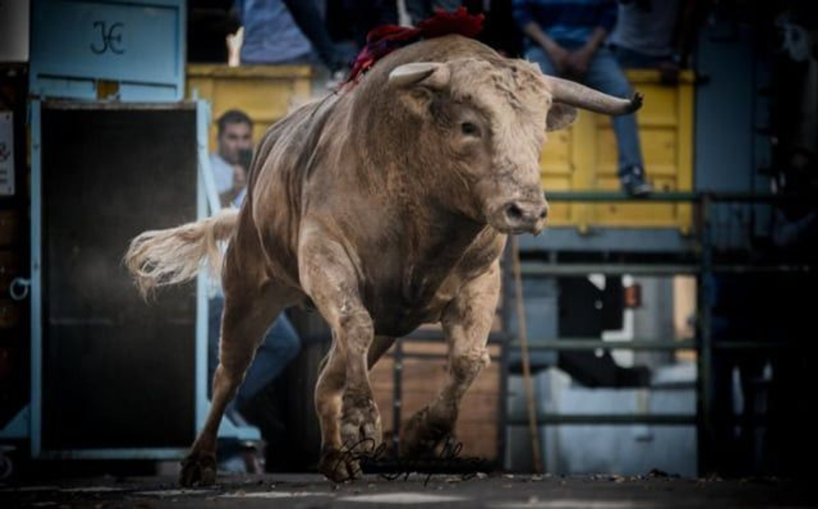'Jabonero' recorre las calles de Vitigudino en el Toro del Cajón