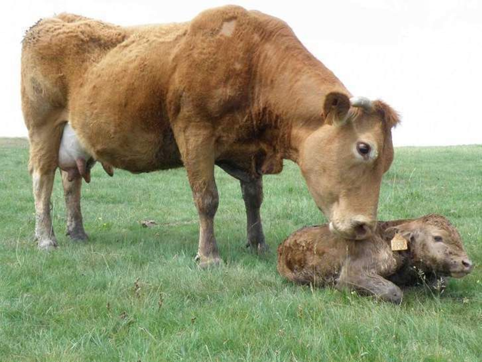 En busca de la vaca perfecta