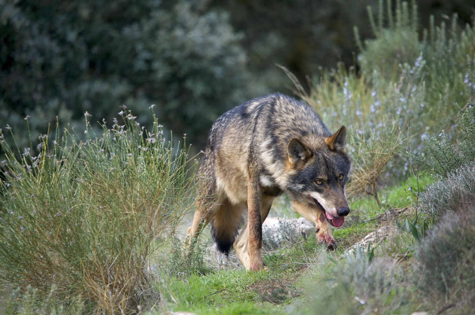 La rebaja de la protección del lobo en la UE, un "paso positivo" para ...