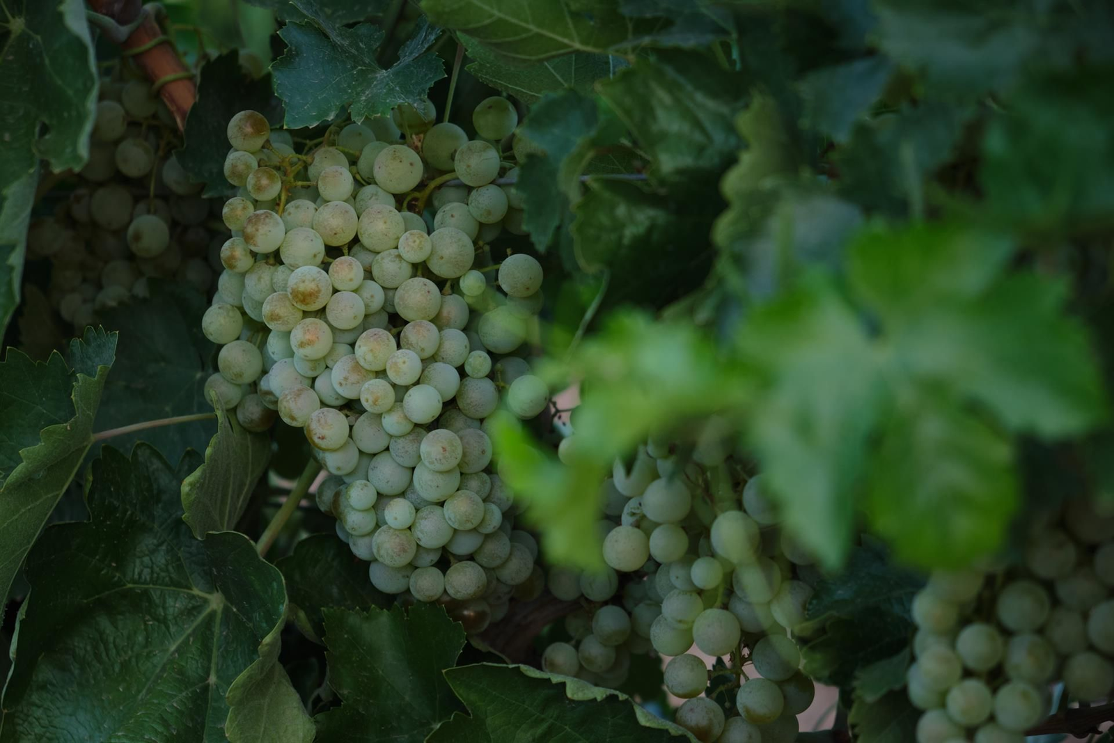 Uvas blancas, patatas y zanahorias, los alimentos que más se han ...