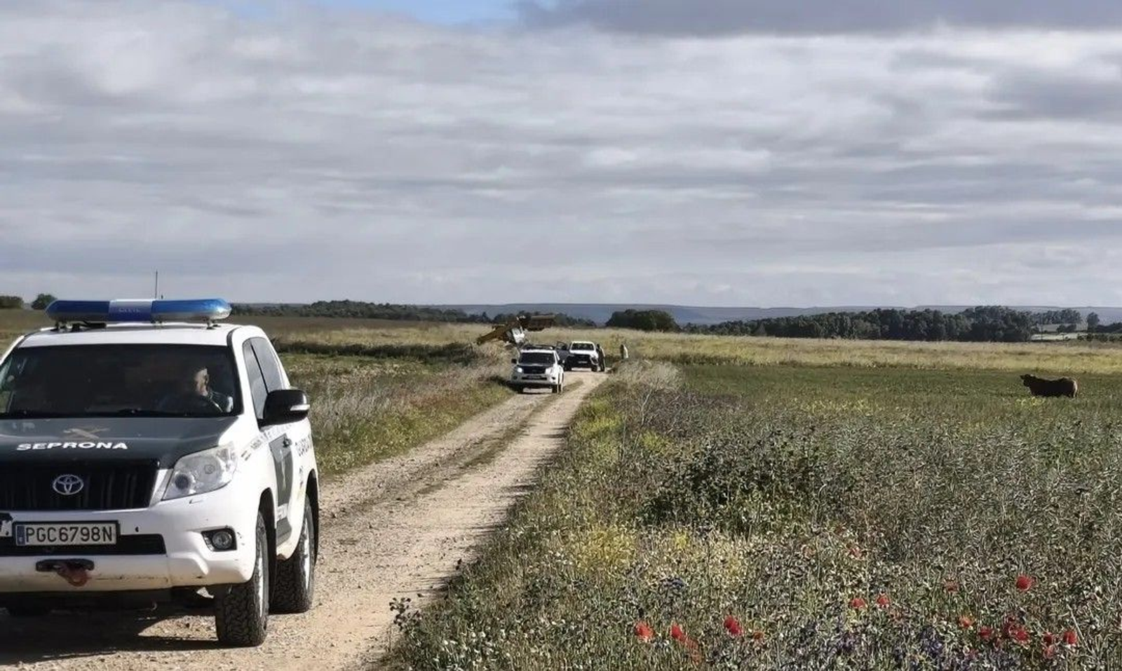 Una vaca brava fuera de control se escapa y deja un herido en Zamora